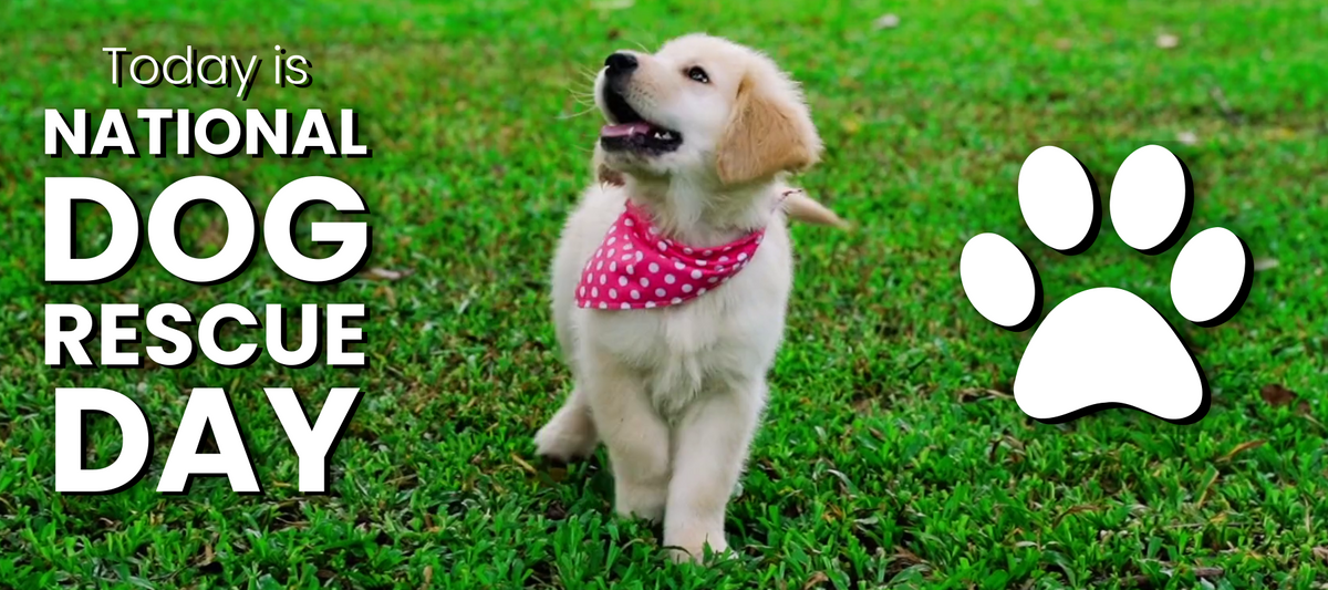 Today's National Dog Rescue Day